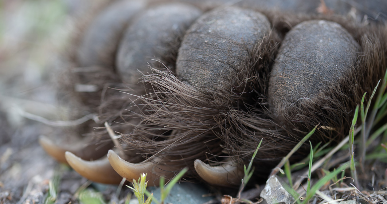 The truth about spring bear hunting // GOHUNT. The Hunting Company