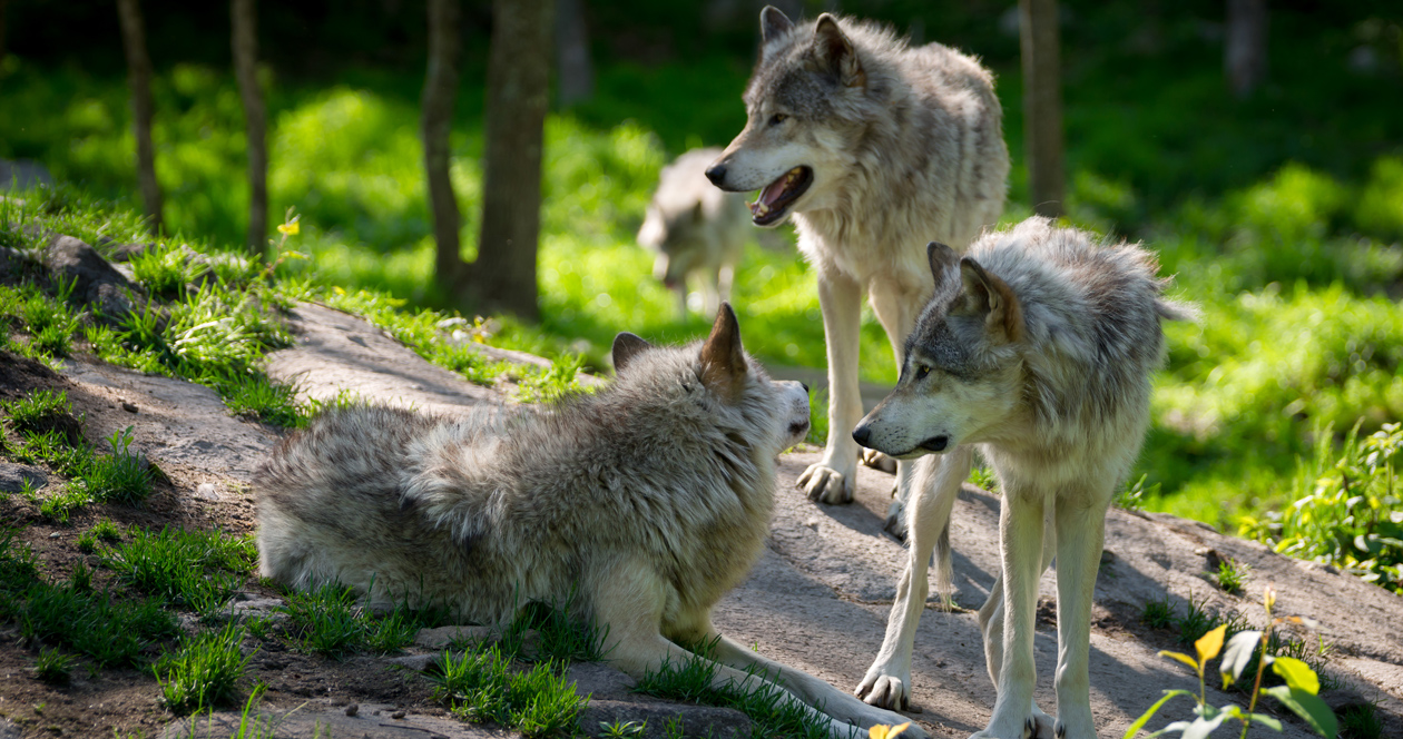 Washington considers expanding wolf recovery area // GOHUNT. The ...