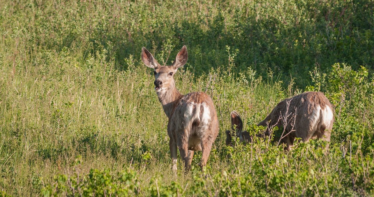 Montana determines prevalence of CWD within state // GOHUNT. The ...