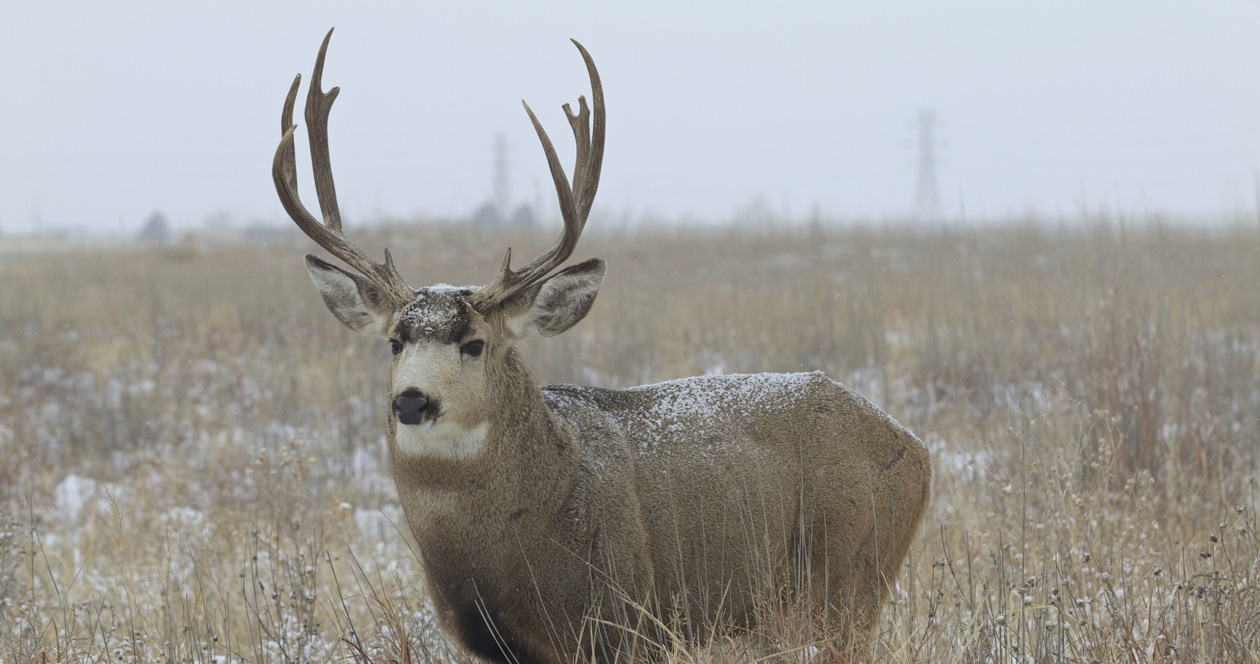 Is there CWD in Montana? // GOHUNT. The Hunting Company
