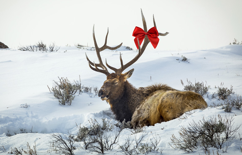 Last-minute Christmas gift ideas for hunters // GOHUNT. The Hunting Company