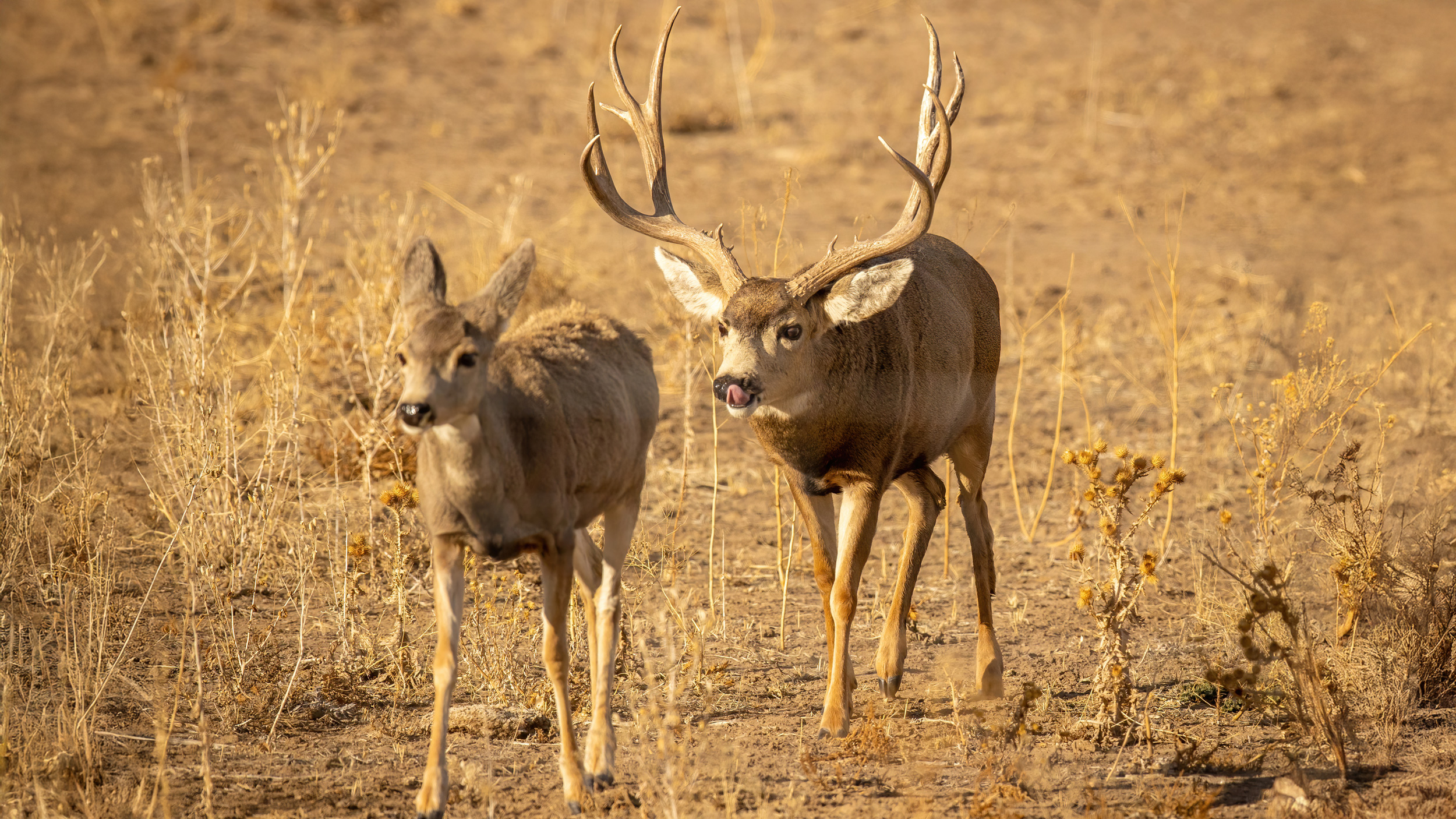 Application Strategy 2025: Nevada mule deer draw insights, and ...
