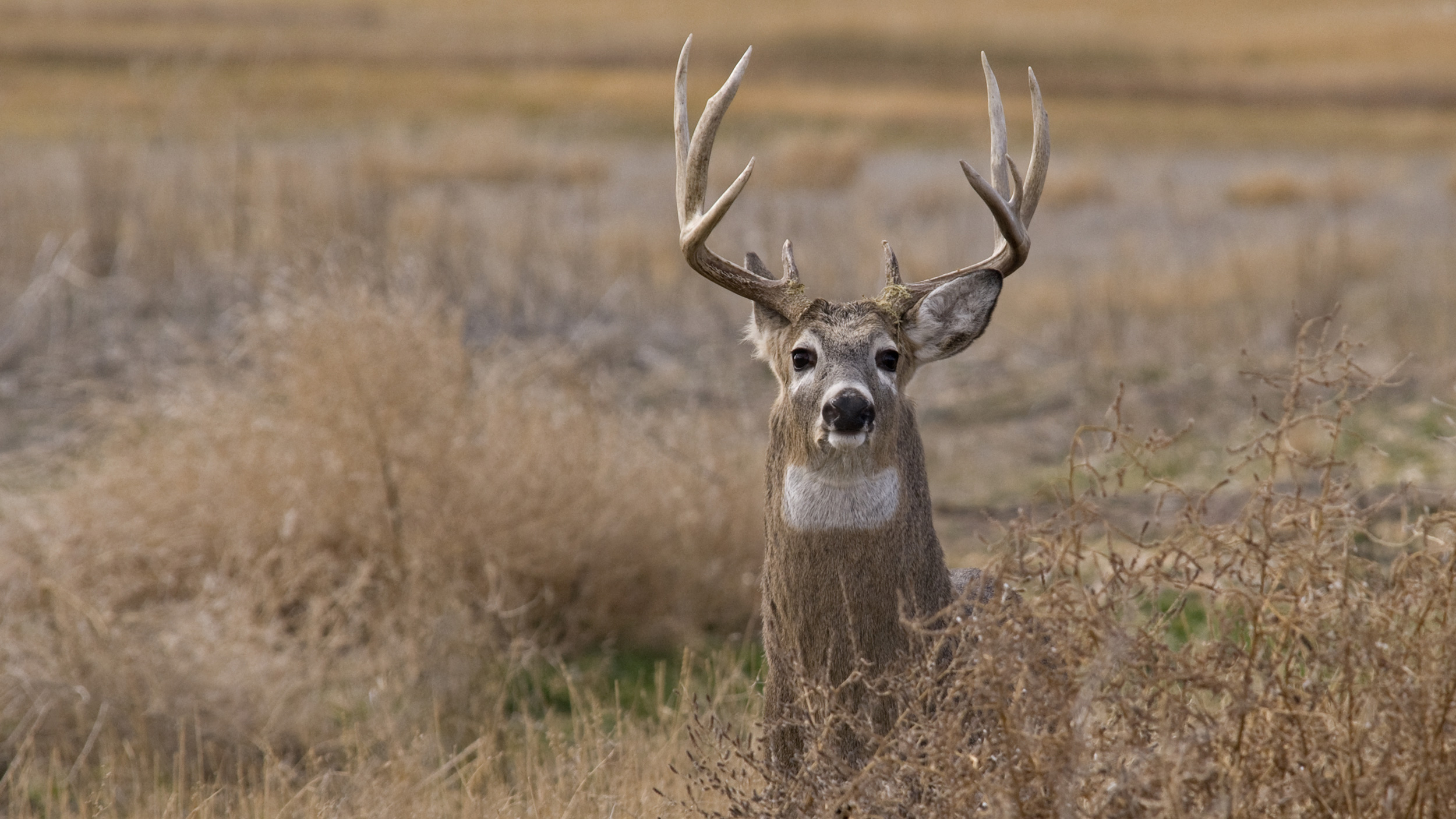 Application Strategy 2025: South Dakota rifle deer // GOHUNT. The ...