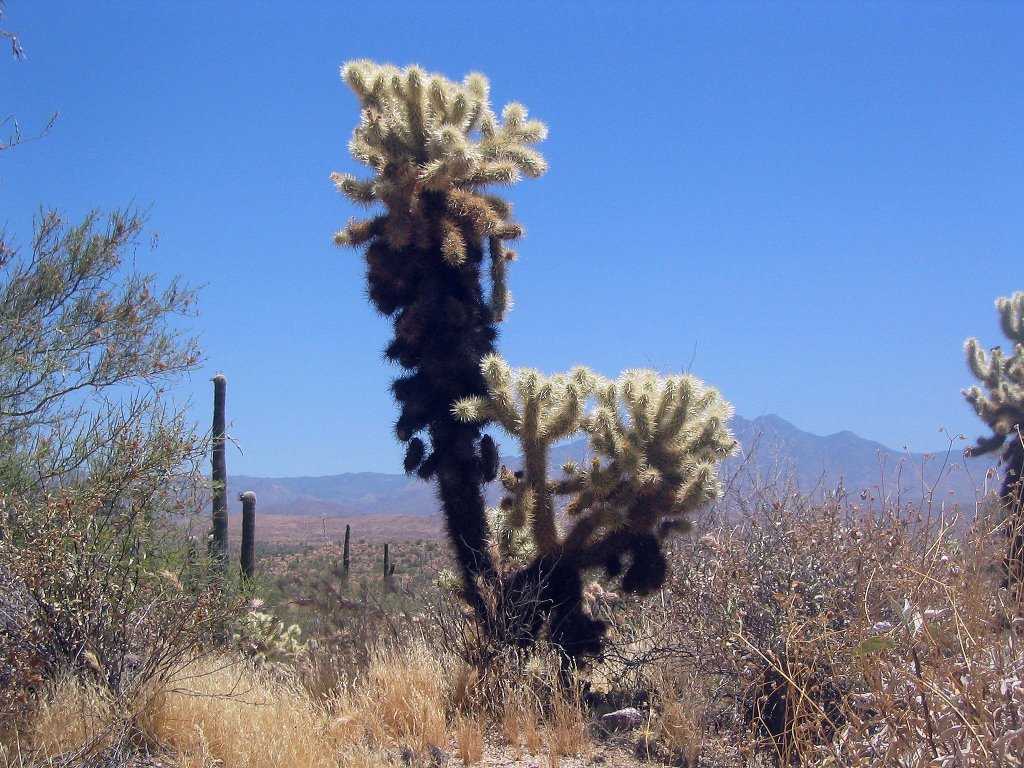 Arizona Unit 22 Unit Profile // GOHUNT. The Hunting Company