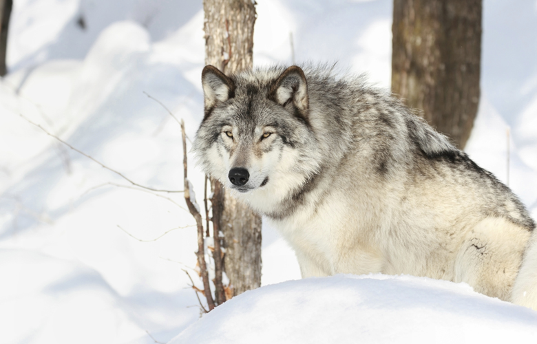 2014 wolf numbers released // GOHUNT. The Hunting Company