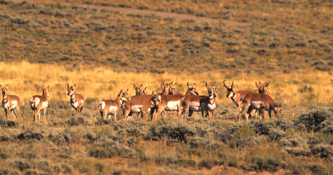 Wyoming receives funding to study migration patterns // GOHUNT. The ...