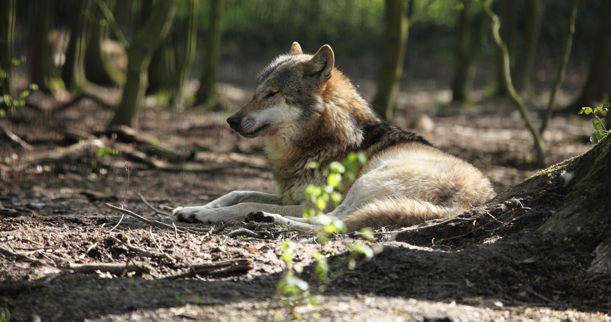 Will Colorado voters get to decide on wolves? // GOHUNT. The Hunting ...