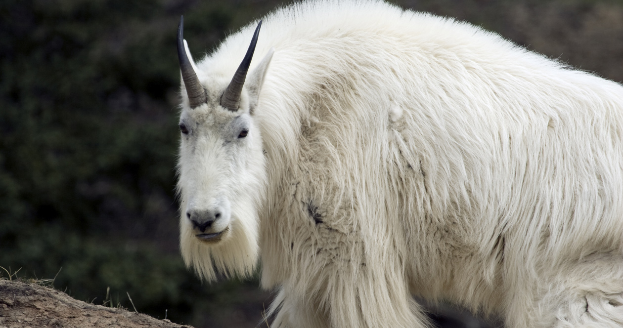 Grand Teton mountain goats to be removed to save bighorn sheep ...