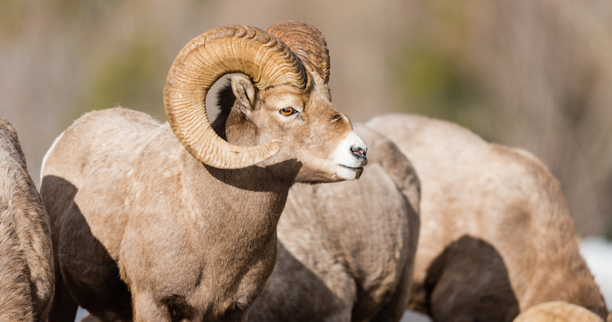 Montana bill to make bighorn sheep, moose, mountain goat once in a ...