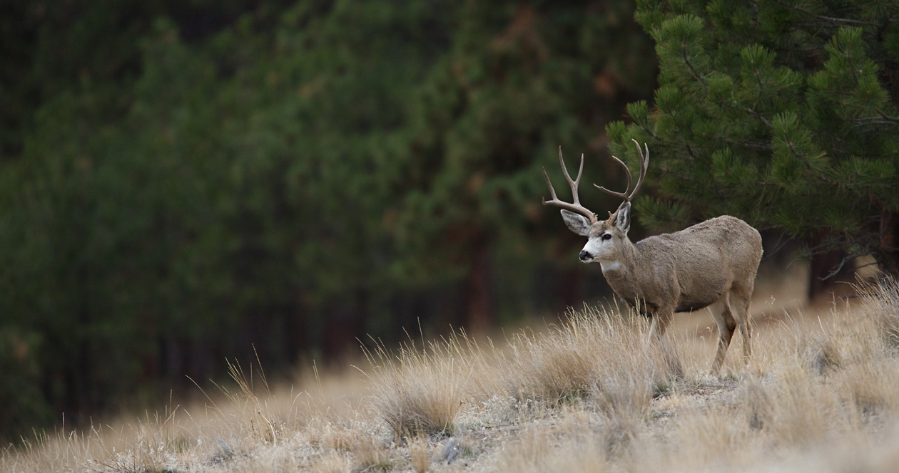 First CWD case confirmed in Yellowstone County // GOHUNT. The Hunting ...