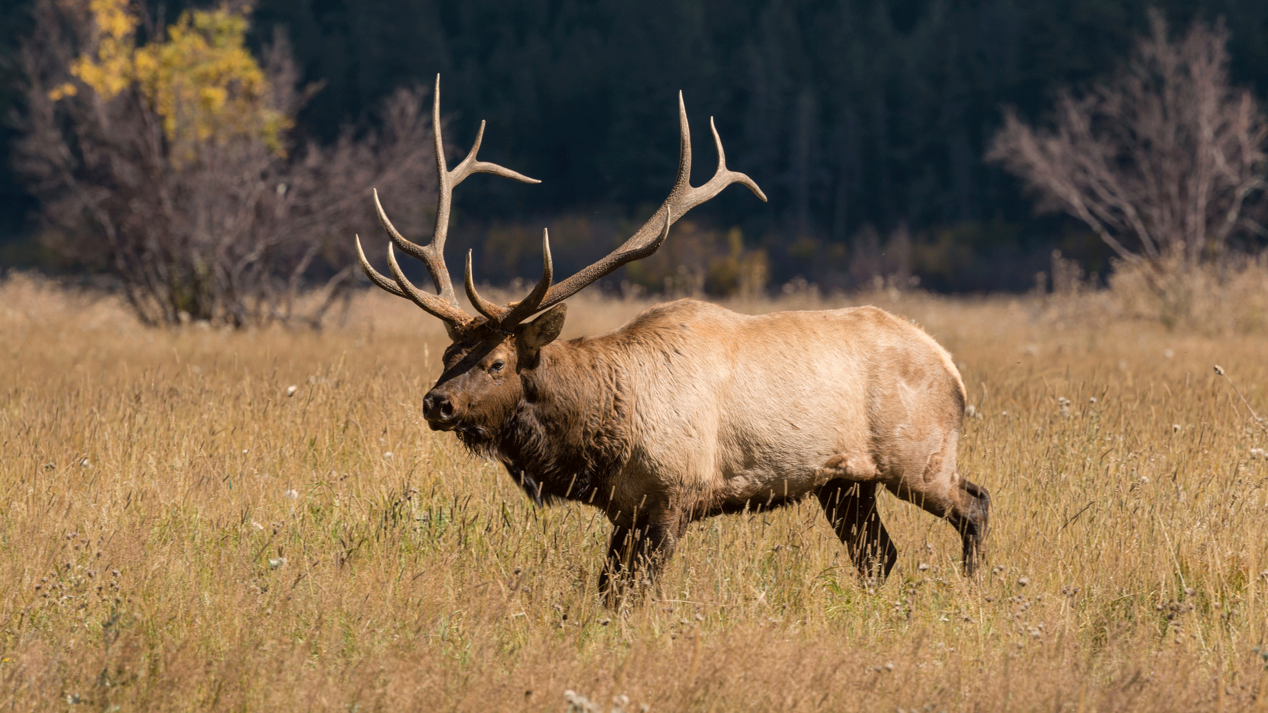 Idaho considers new hunting rules for drones, thermals, optics and more ...