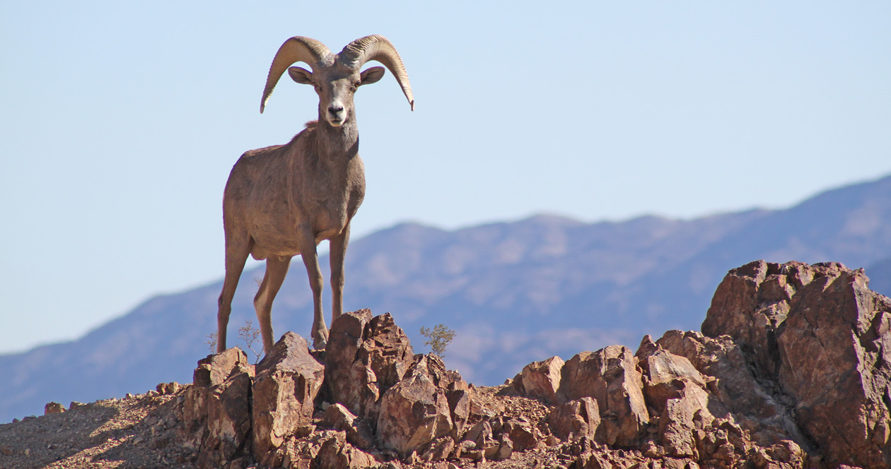 Utah Wildlife board approves specific unit plans to help bighorn sheep ...