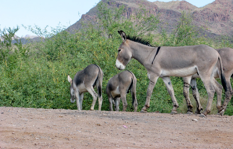 Arizona seeks answers to burro problem // GOHUNT. The Hunting Company