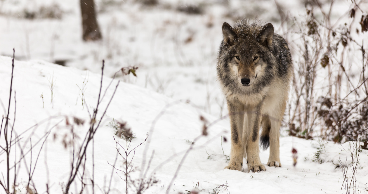 New Yellowstone reports find stable wolf and grizzly populations ...