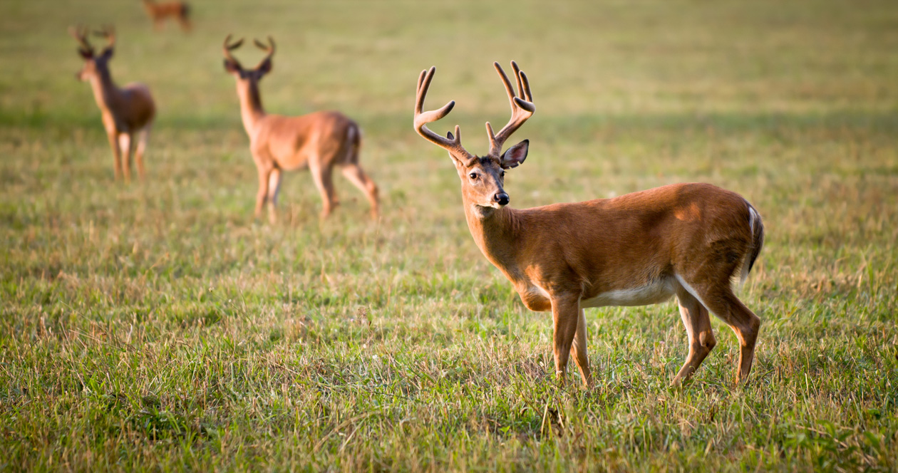 Montana confirms CWD in Libby whitetail doe // GOHUNT. The Hunting Company