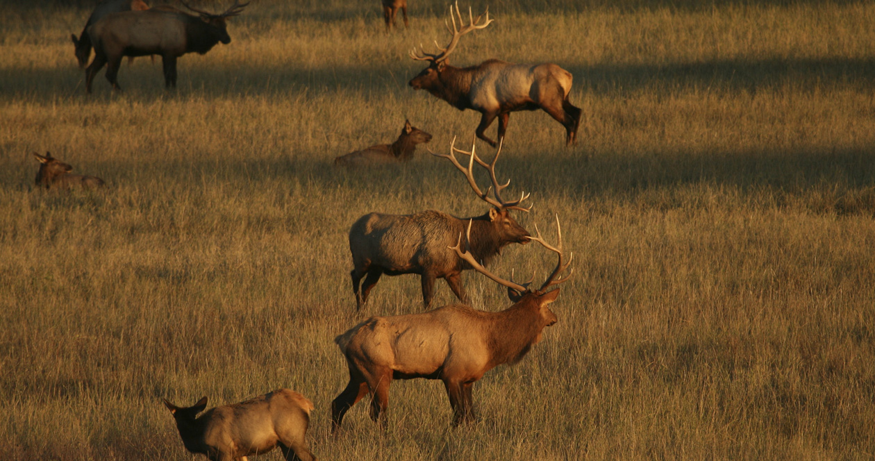 Supreme Court rules in favor of Native American elk hunter hunting out ...