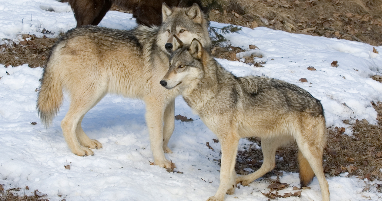 Colorado confirms first gray wolf pups // GOHUNT. The Hunting Company