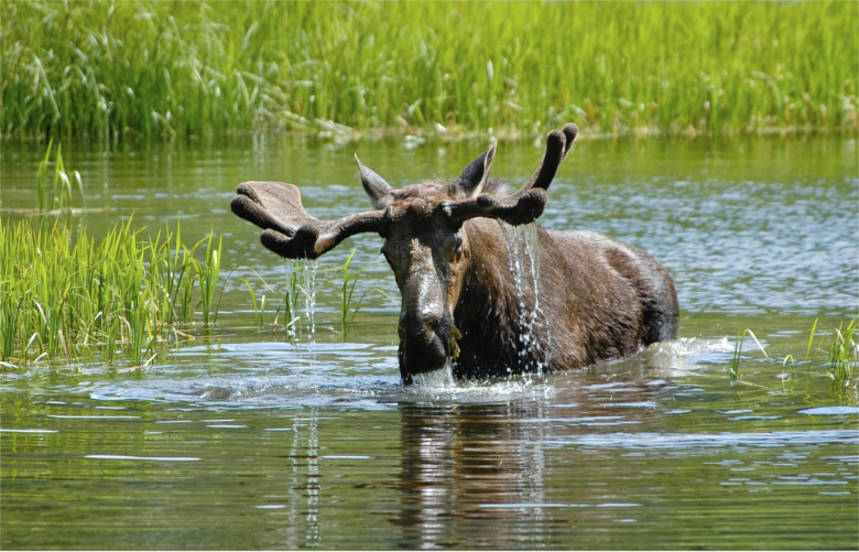 Two men face charges for drunken moose video // GOHUNT. The Hunting Company
