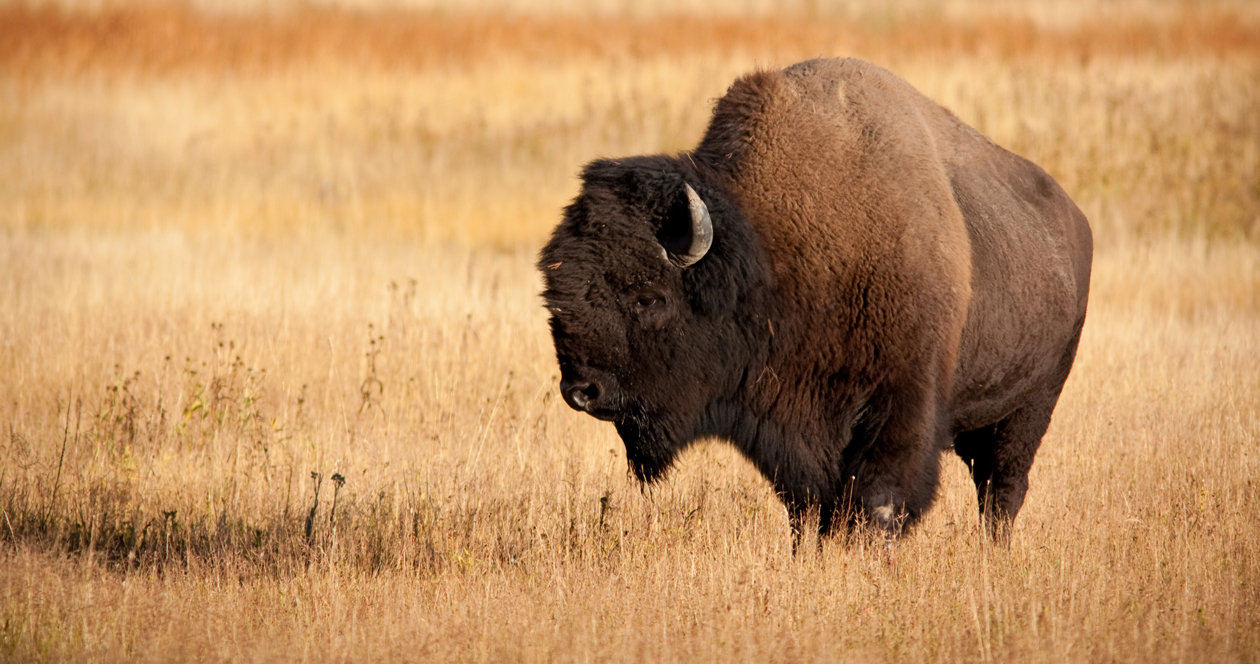 Grand Canyon National Park to hold bison reduction program // GOHUNT ...