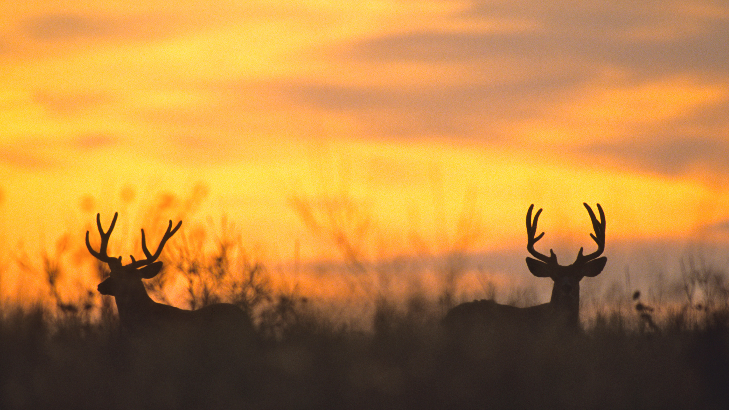 How to look up your bonus points and preference points in each western ...