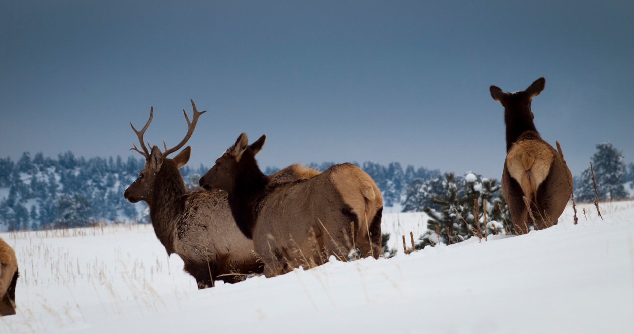Utah makes hunting and fishing a constitutional right // GOHUNT. The ...