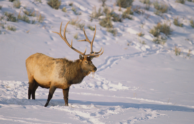 Teton elk hunt faces court battle // GOHUNT. The Hunting Company