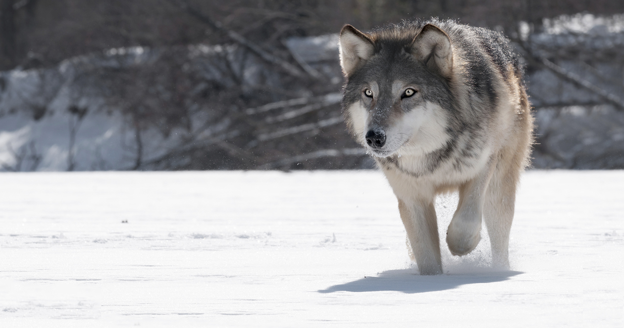 Colorado wolf ballot may have enough support // GOHUNT. The Hunting Company