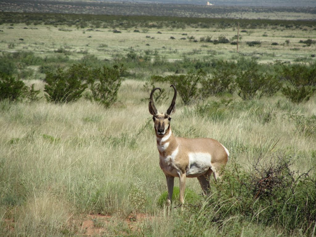 New Mexico Unit 33 Unit Profile // GOHUNT. The Hunting Company