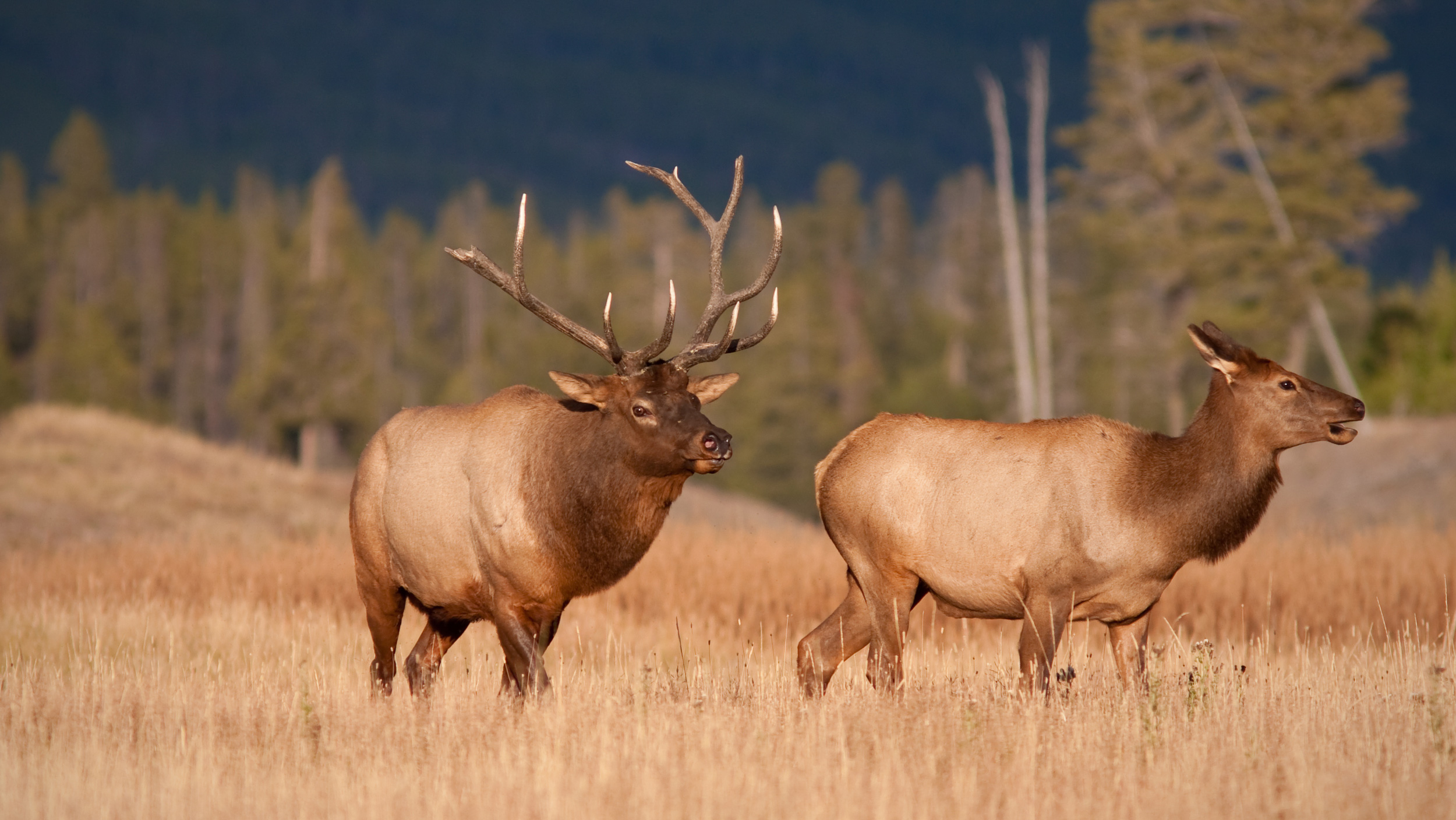 How to purchase Utah bonus points and preference points — a step-by ...