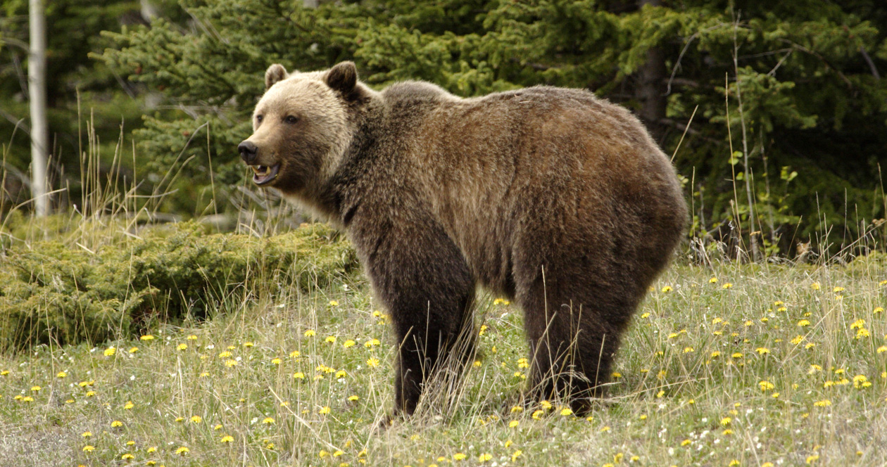FWS seeks public comment on grizzly bear habitat before delisting ...