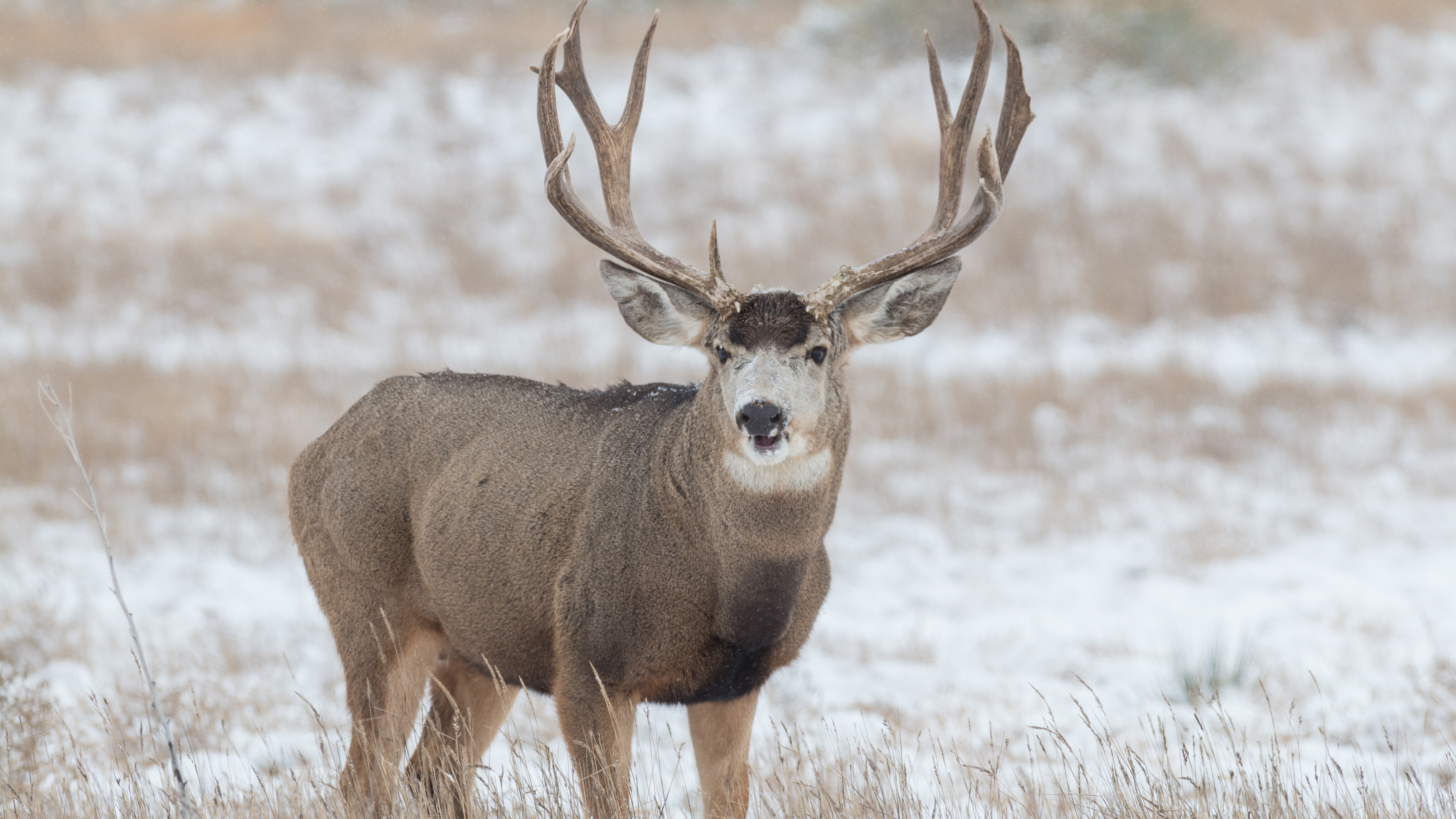 Wyoming Range mule deer herd hit hardest by 2023 winter weather — large ...