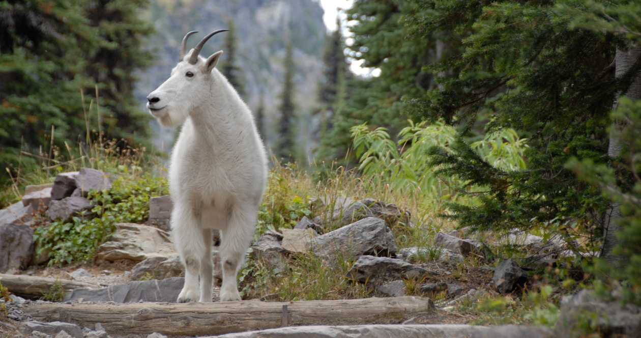 Groups file appeal over Utah mountain goats // GOHUNT. The Hunting Company