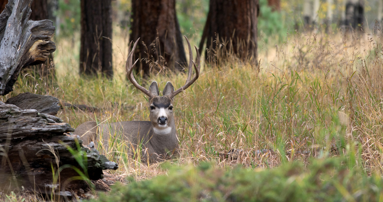 Montana holds special archery hunt in and around Roundup // GOHUNT. The ...