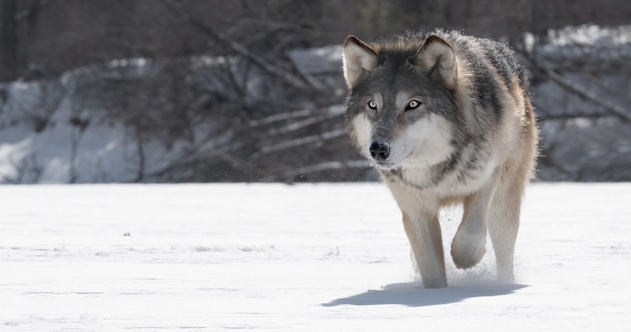 Information sought for wolf, moose and elk poachers // GOHUNT. The ...