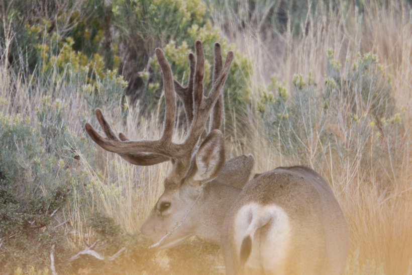 Tactics for scouting mule deer in their summer range // GOHUNT. The ...