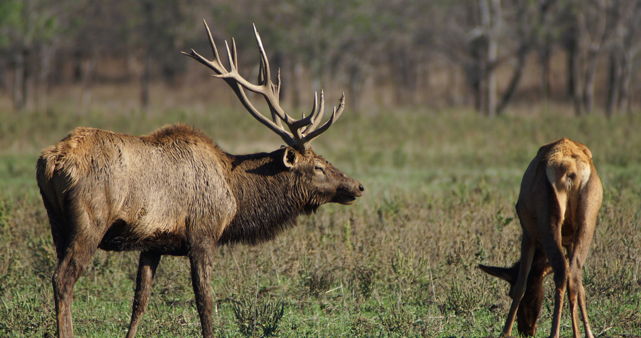 Wisconsin-Kentucky elk relocation project nearly complete // GOHUNT ...