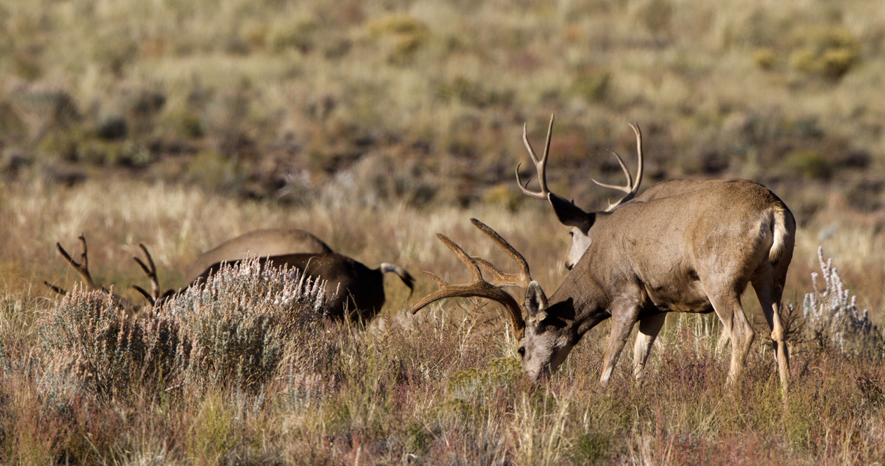 Montana hunters: pay attention to CWD restrictions // GOHUNT. The ...