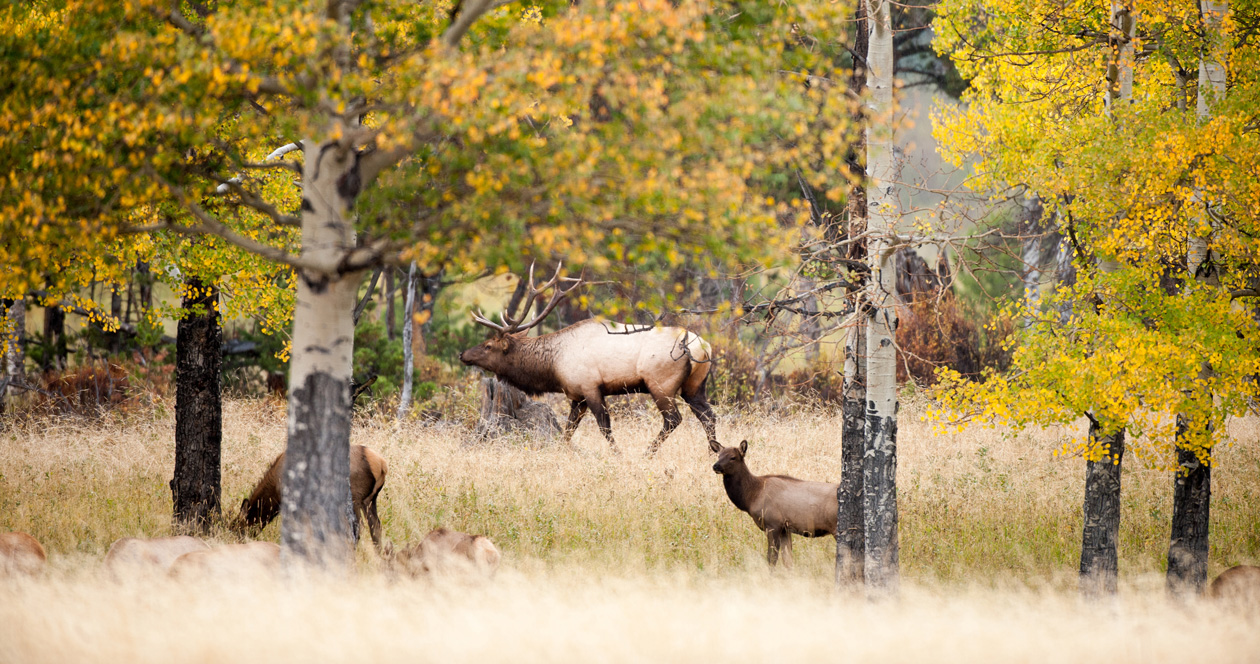 New UC Berkeley study shows the adaptability of elk // GOHUNT. The ...