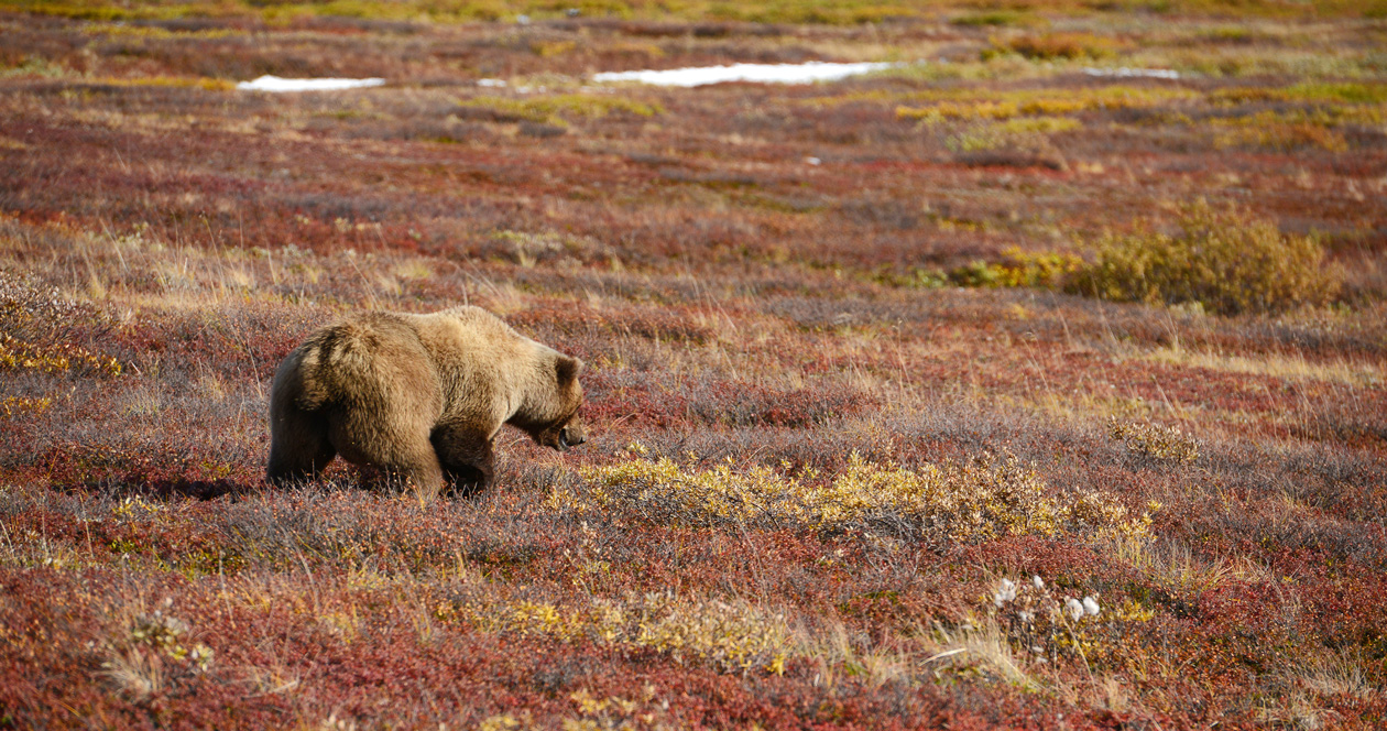 MFWP euthanizes grizzly bear in Region 5 // GOHUNT. The Hunting Company