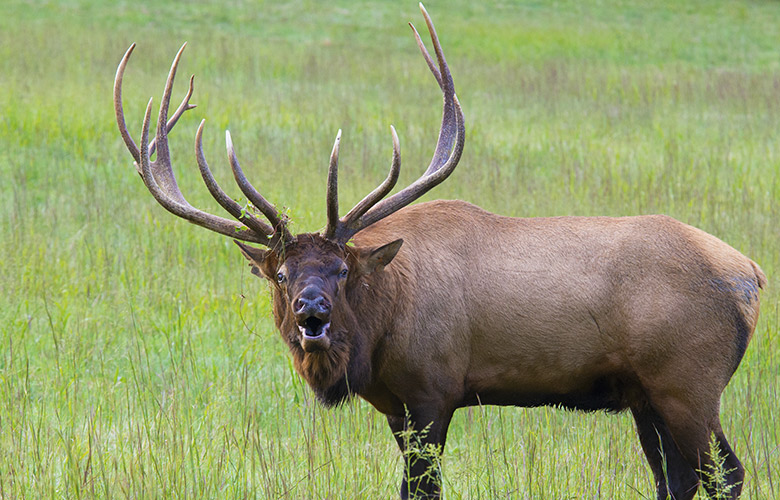 Elk numbers across 6 states // GOHUNT. The Hunting Company