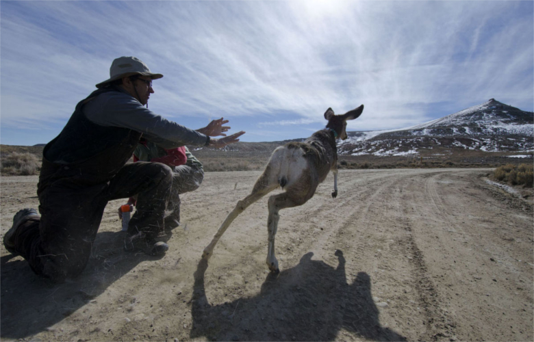 Researchers discover new disease among Wyoming mule deer // GOHUNT. The ...