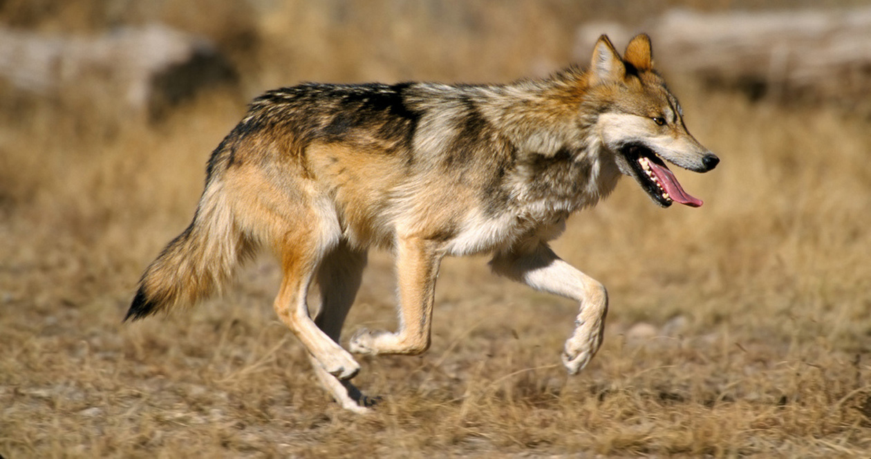 New study says Mexican wolves should stay within historical range ...