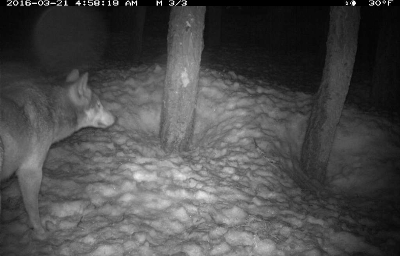 New wolf spotted in California // GOHUNT. The Hunting Company