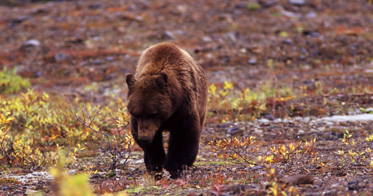 Montana moves forward with grizzly bear management plan for Northern ...