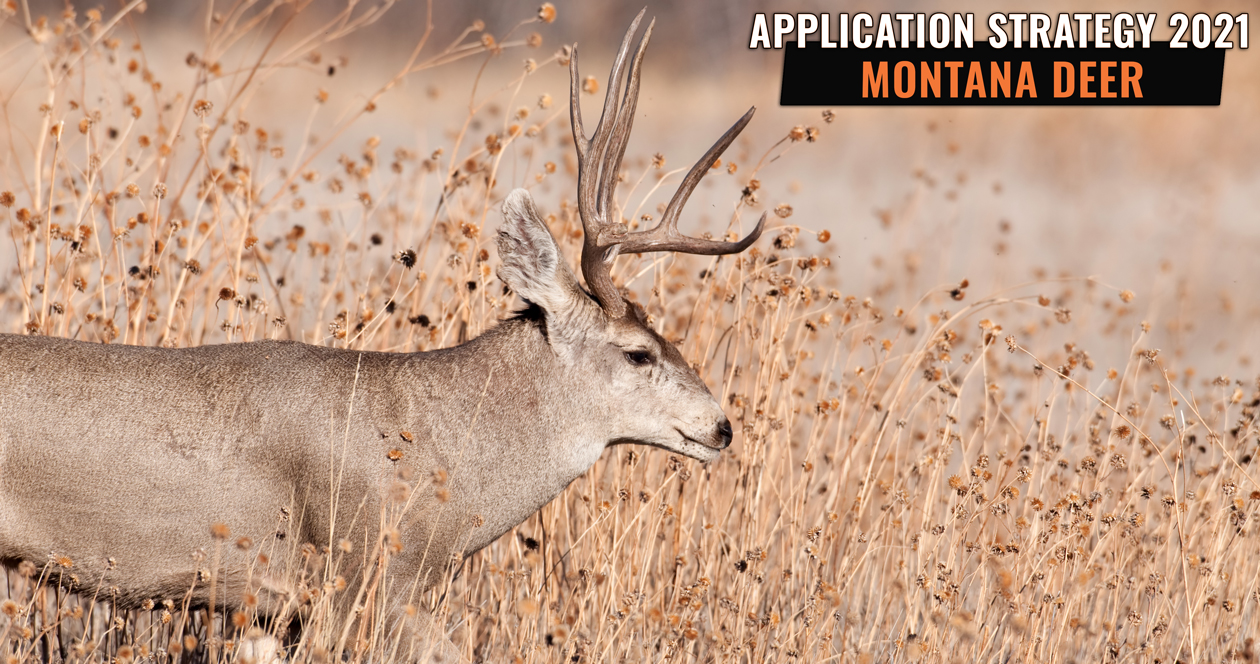 APPLICATION STRATEGY 2021: Montana Deer // GOHUNT. The Hunting Company
