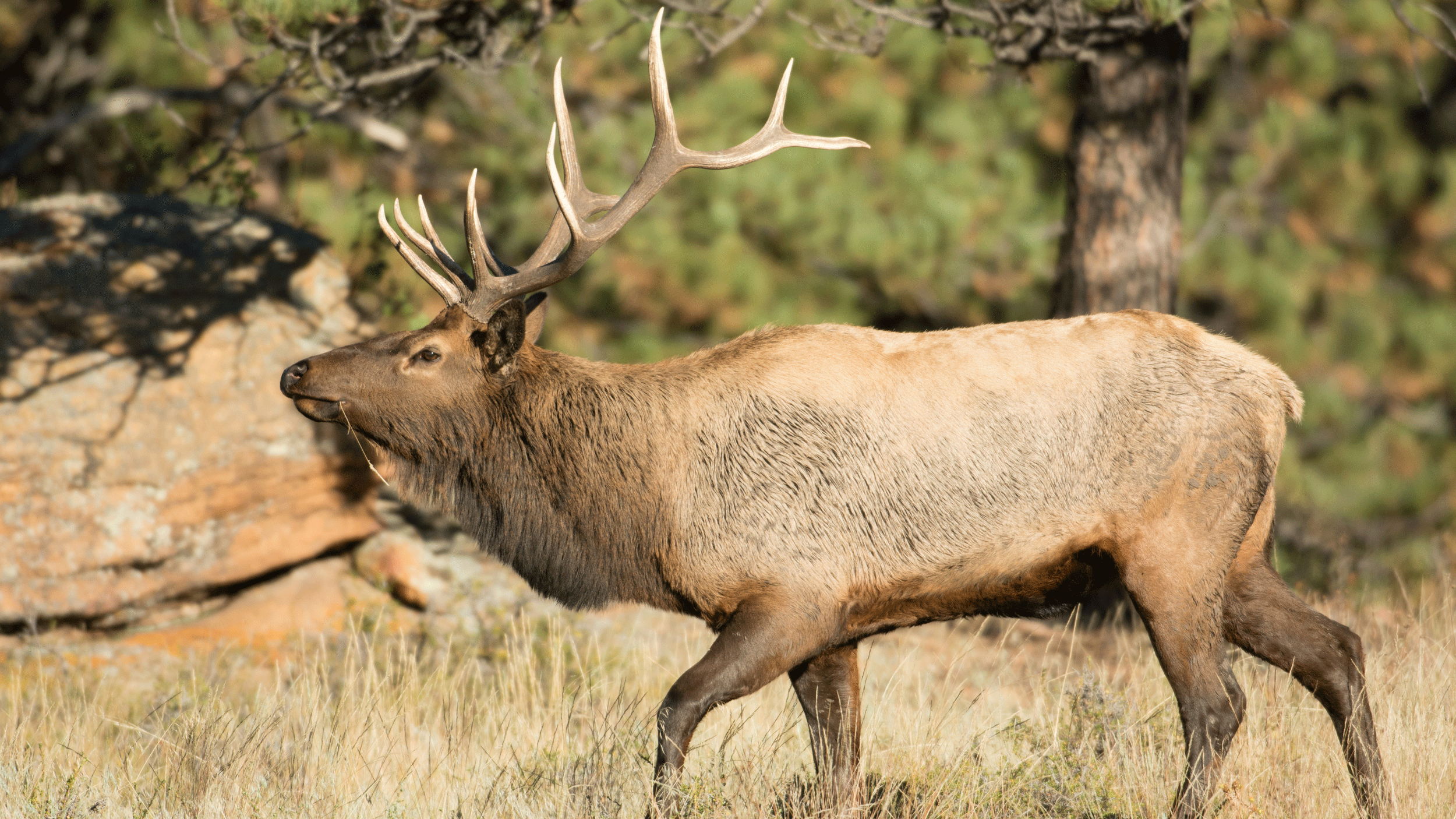 Six charged with poaching deer and elk in Montana // GOHUNT. The Hunting Company