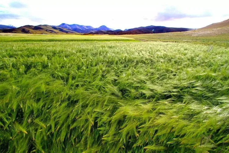 Xining: A Cultural and Natural Journey in China's Plateau City