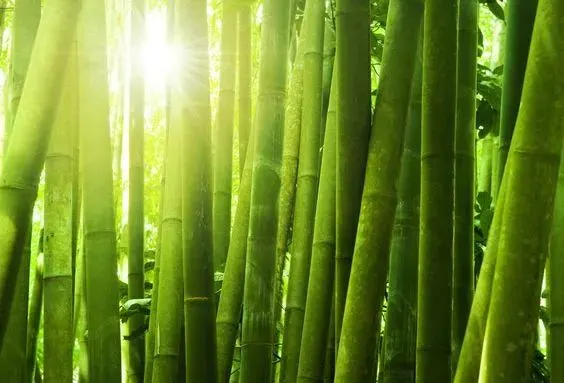 Bamboo symbolizes resilience, flexibility, and strength. In Chinese art ...