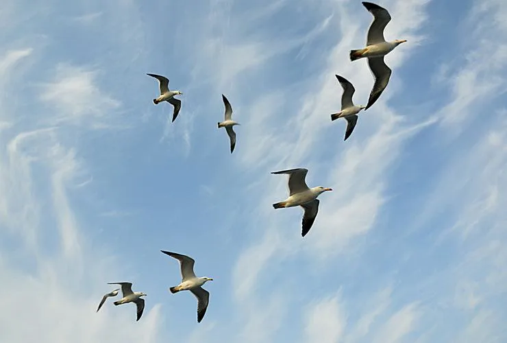 The Cultural Journey of the Chinese Character "Fei": Exploring Its ...