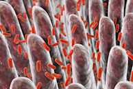 Intestinal Flora: How it Works & How it Relates to IBS - CARA CARE